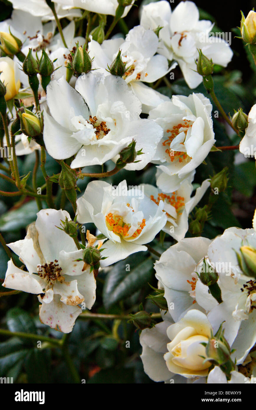 Rosa rambling rector rose hi-res stock photography and images - Alamy