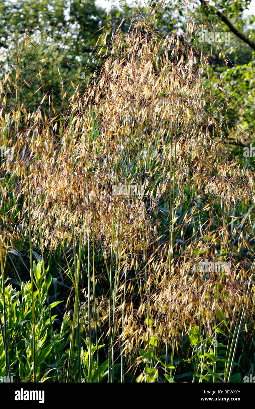 Stipa gigantea garden hi-res stock photography and images - Alamy