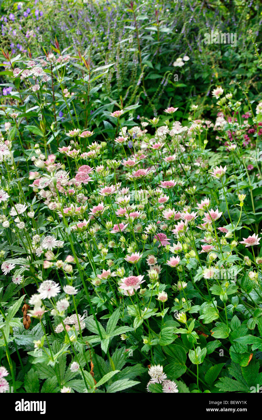 Astrantia Maxima High Resolution Stock Photography and Images - Alamy