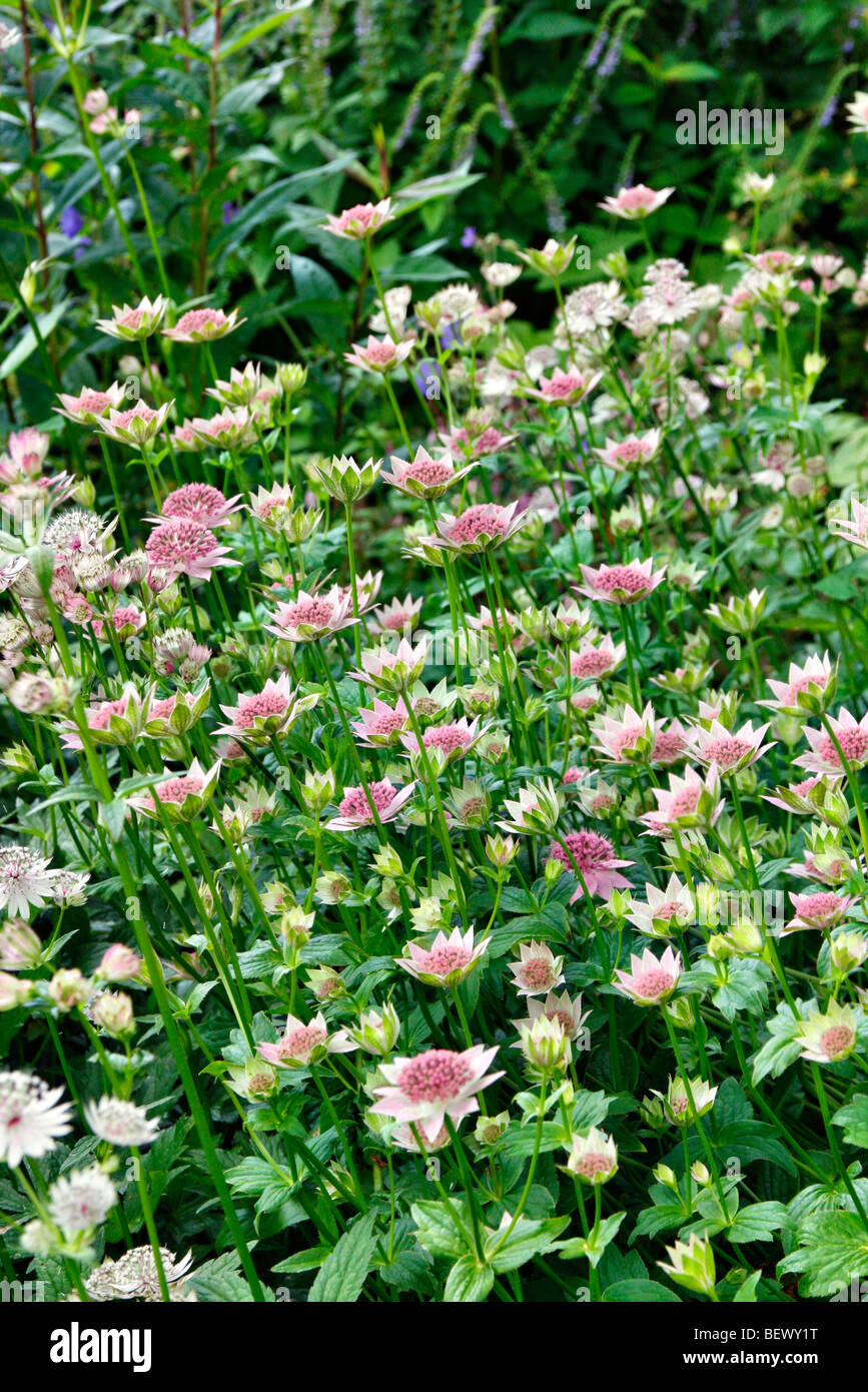 Astrantia maxima AGM Stock Photo - Alamy