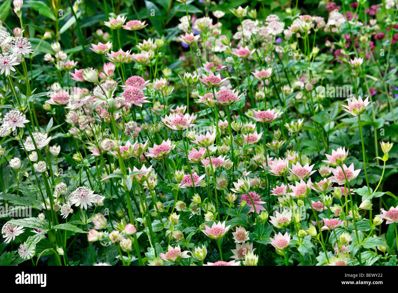 Astrantia Maxima High Resolution Stock Photography and Images - Alamy