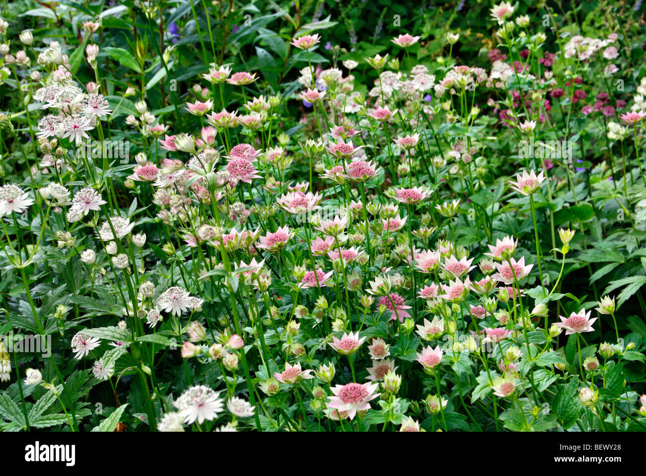Astrantia Maxima High Resolution Stock Photography and Images - Alamy