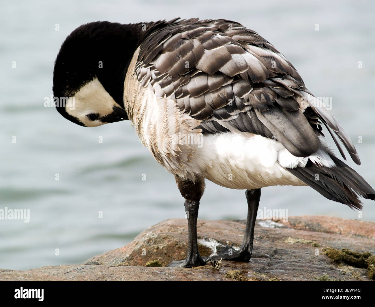Stone cleaning hi-res stock photography and images - Alamy