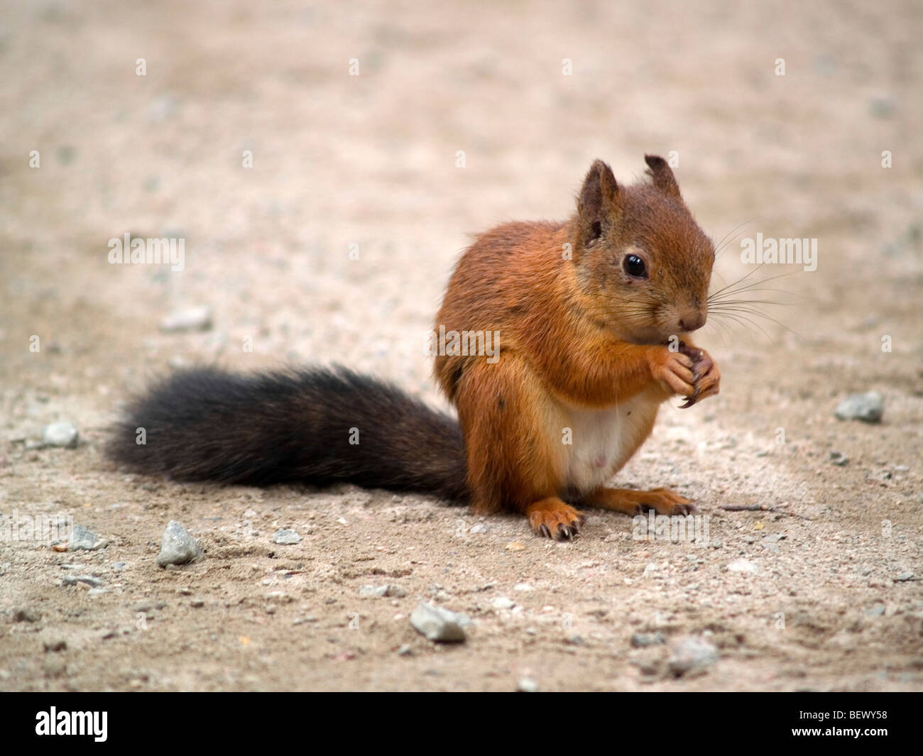Ginger squirrel hi-res stock photography and images - Alamy