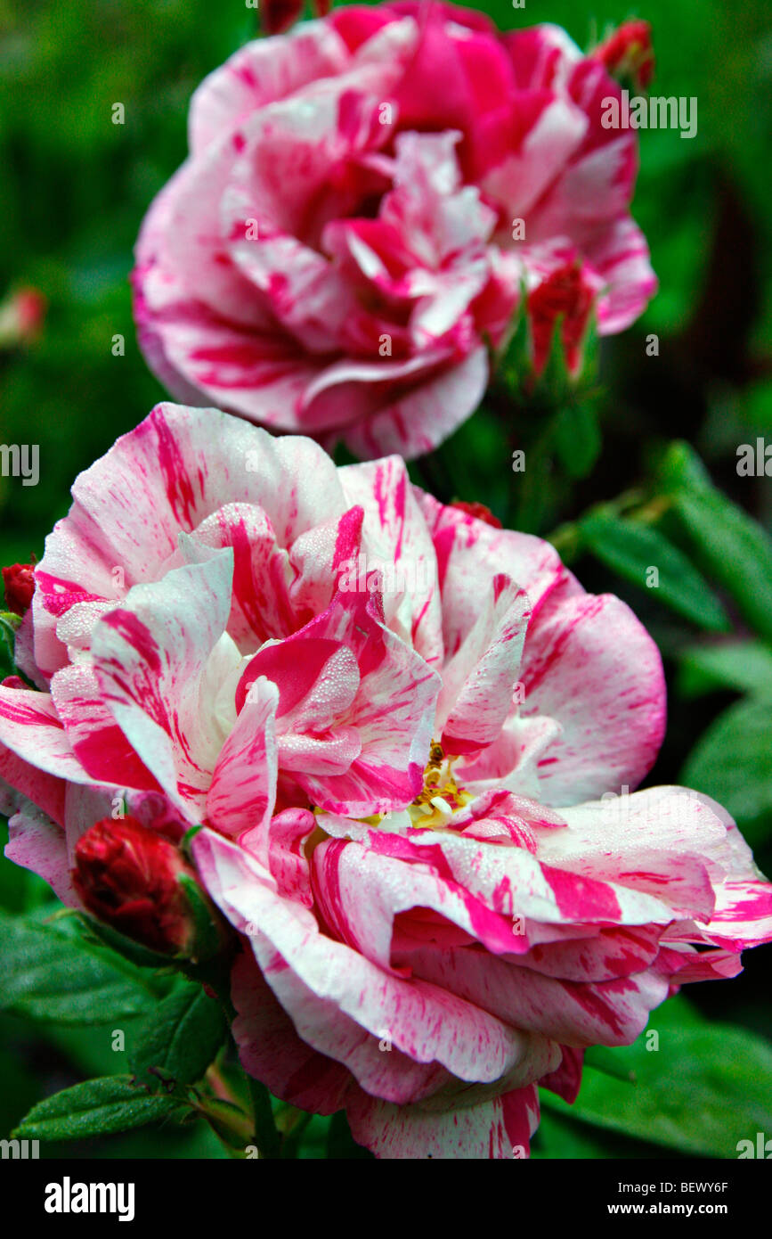 Striped pink rose hi-res stock photography and images - Alamy