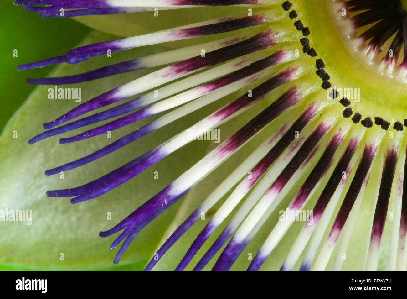 Floral detailing hi-res stock photography and images - Alamy