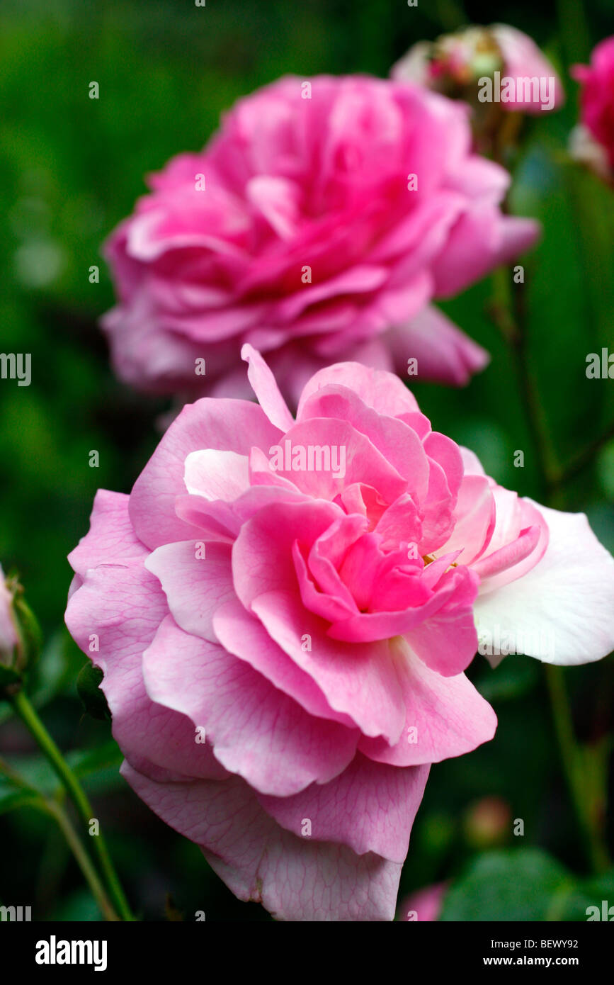 Pink musk flower hi-res stock photography and images - Alamy