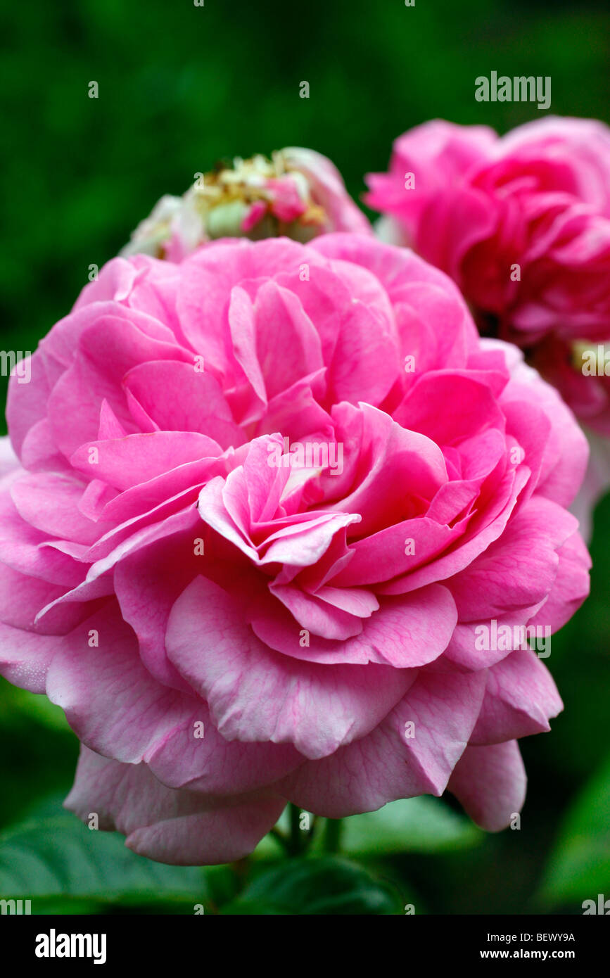 Pink musk flower hi-res stock photography and images - Alamy