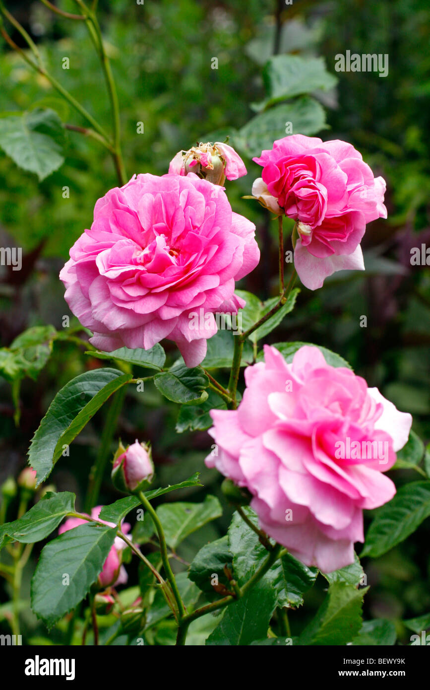 Pink musk flower hi-res stock photography and images - Alamy
