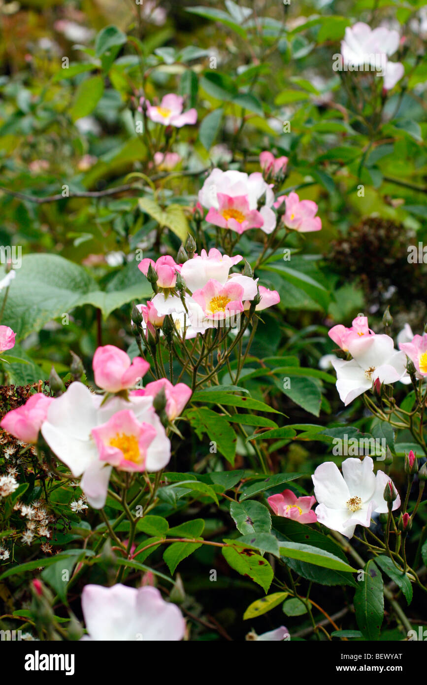 Francis lester rose hi-res stock photography and images - Alamy