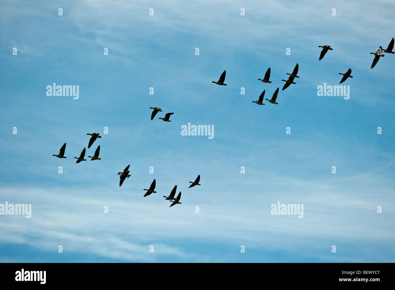 A flock of Geese in flight in the Scottish Borders during migration in ...