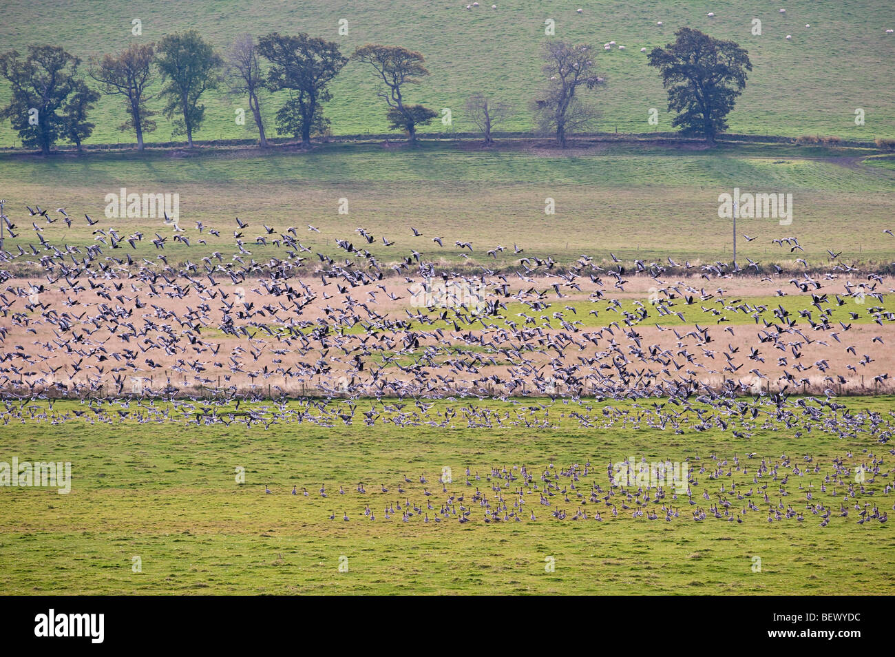 Pinkfoot Geese Migration High Resolution Stock Photography and Images ...
