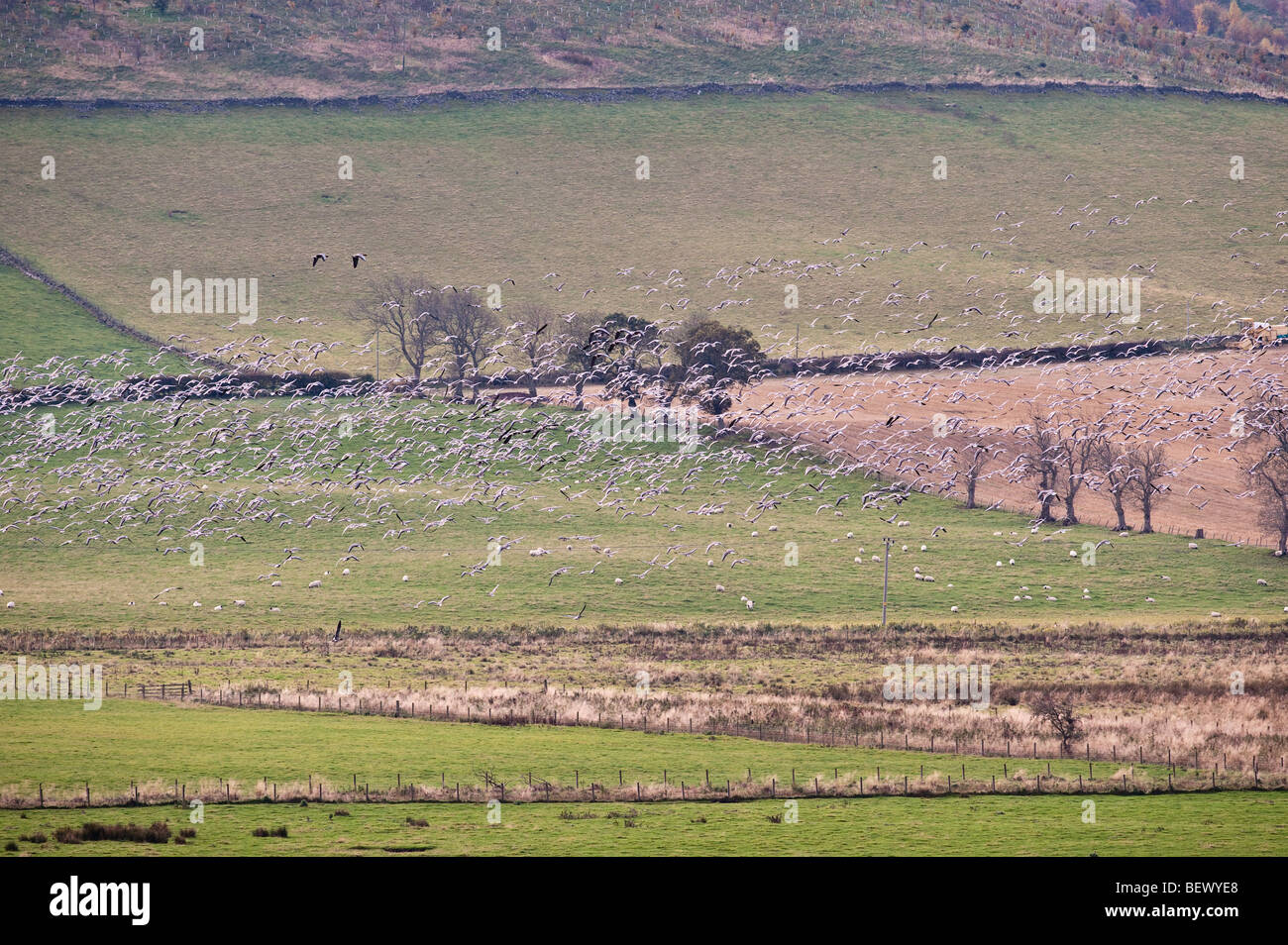 A flock of Geese in flight in the Scottish Borders during migration in ...