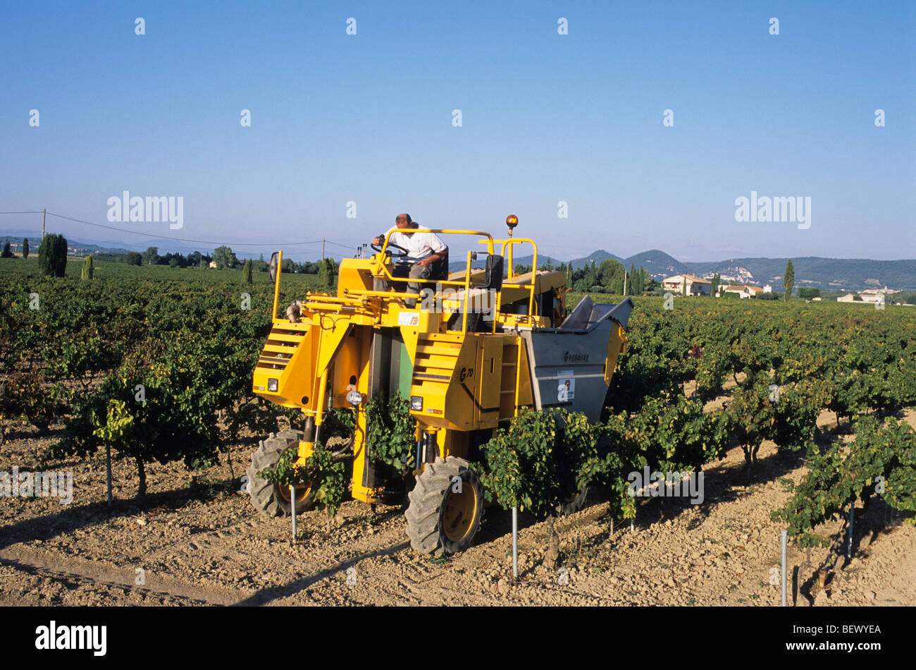 Vintage, Harvester, near Violes, Cotes du Rhone, Provence, France Stock ...