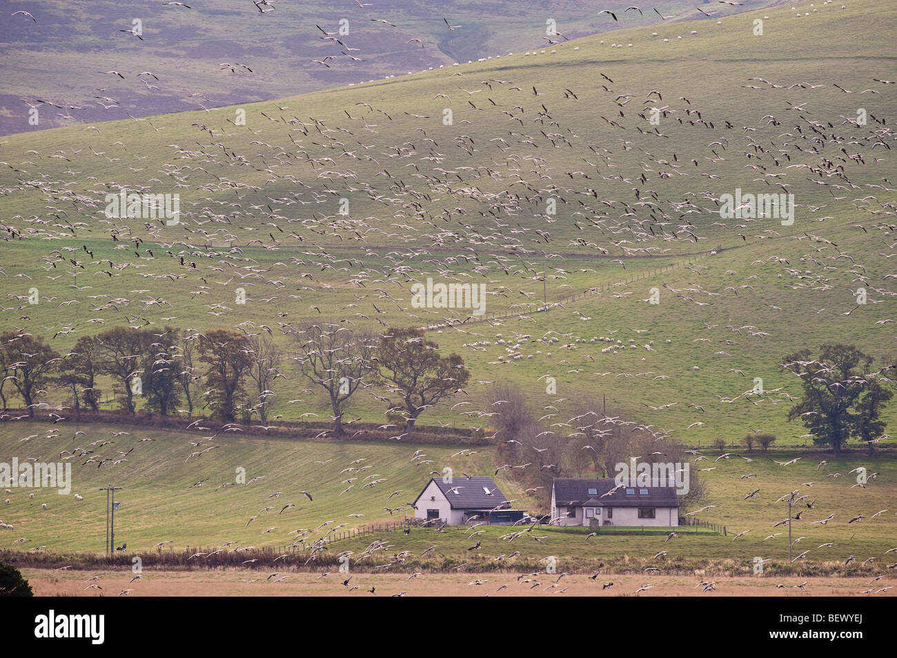 Pinkfoot Geese Migration High Resolution Stock Photography and Images ...