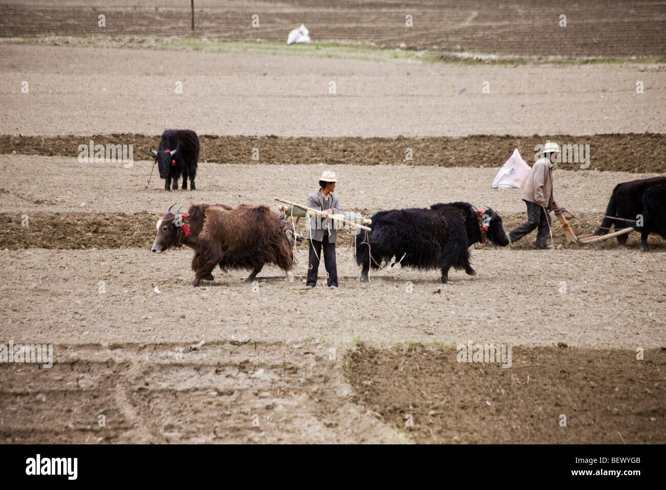 Tibetan farmers hi-res stock photography and images - Alamy