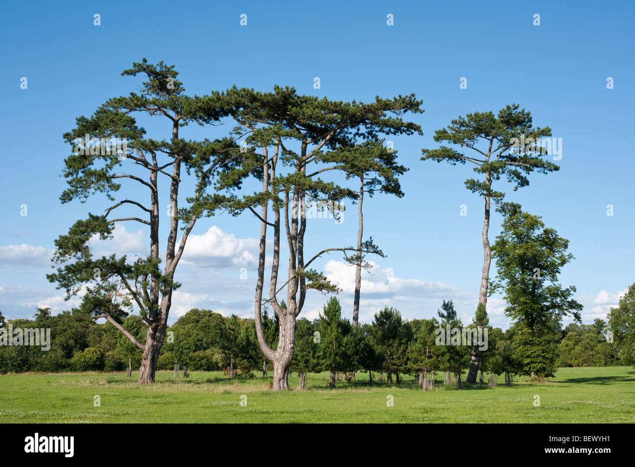 Fir trees in Buckinghamshire Stock Photo - Alamy