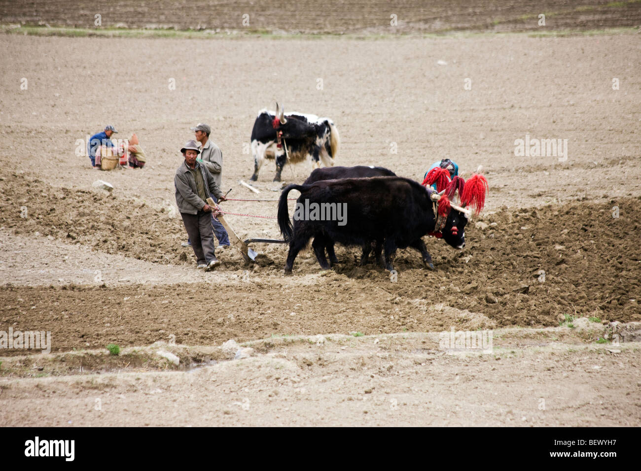 A Tibetan farmer using traditional methods to cultivate his field Stock ...