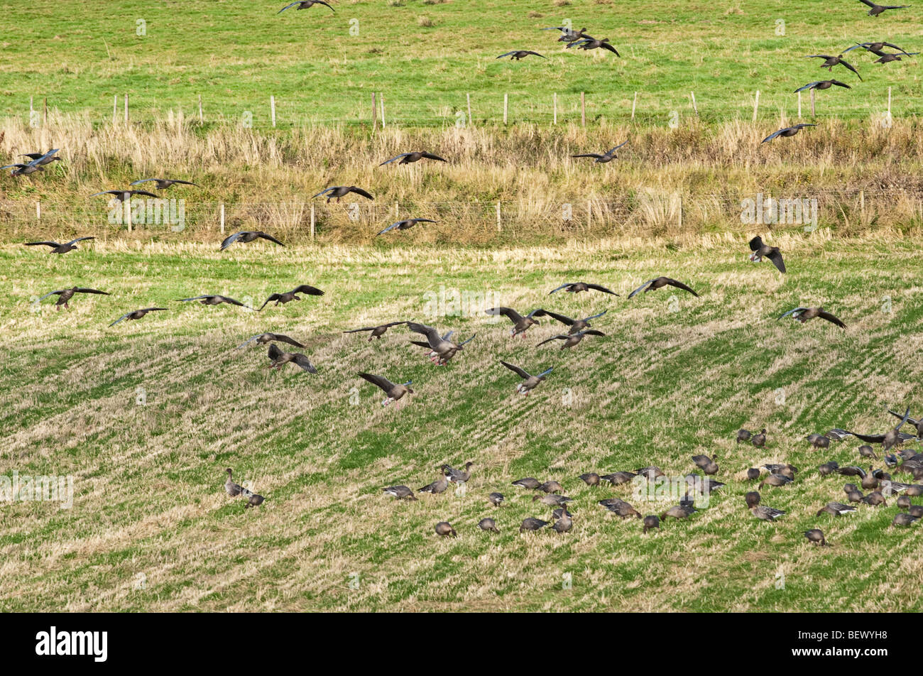 A flock of Geese in flight in the Scottish Borders during migration in ...