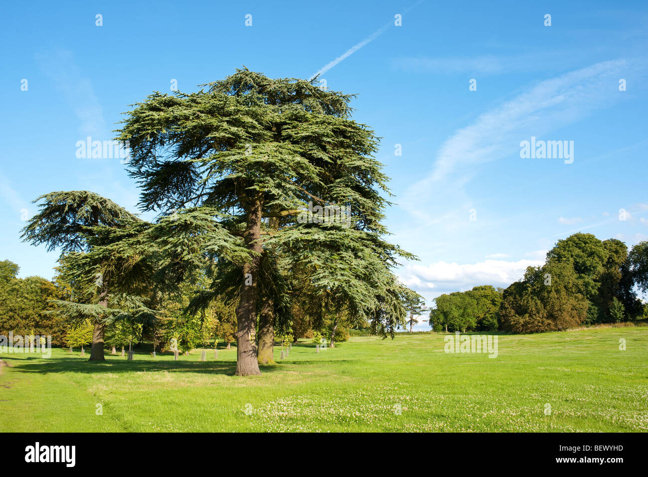 Fir trees in Buckinghamshire Stock Photo - Alamy