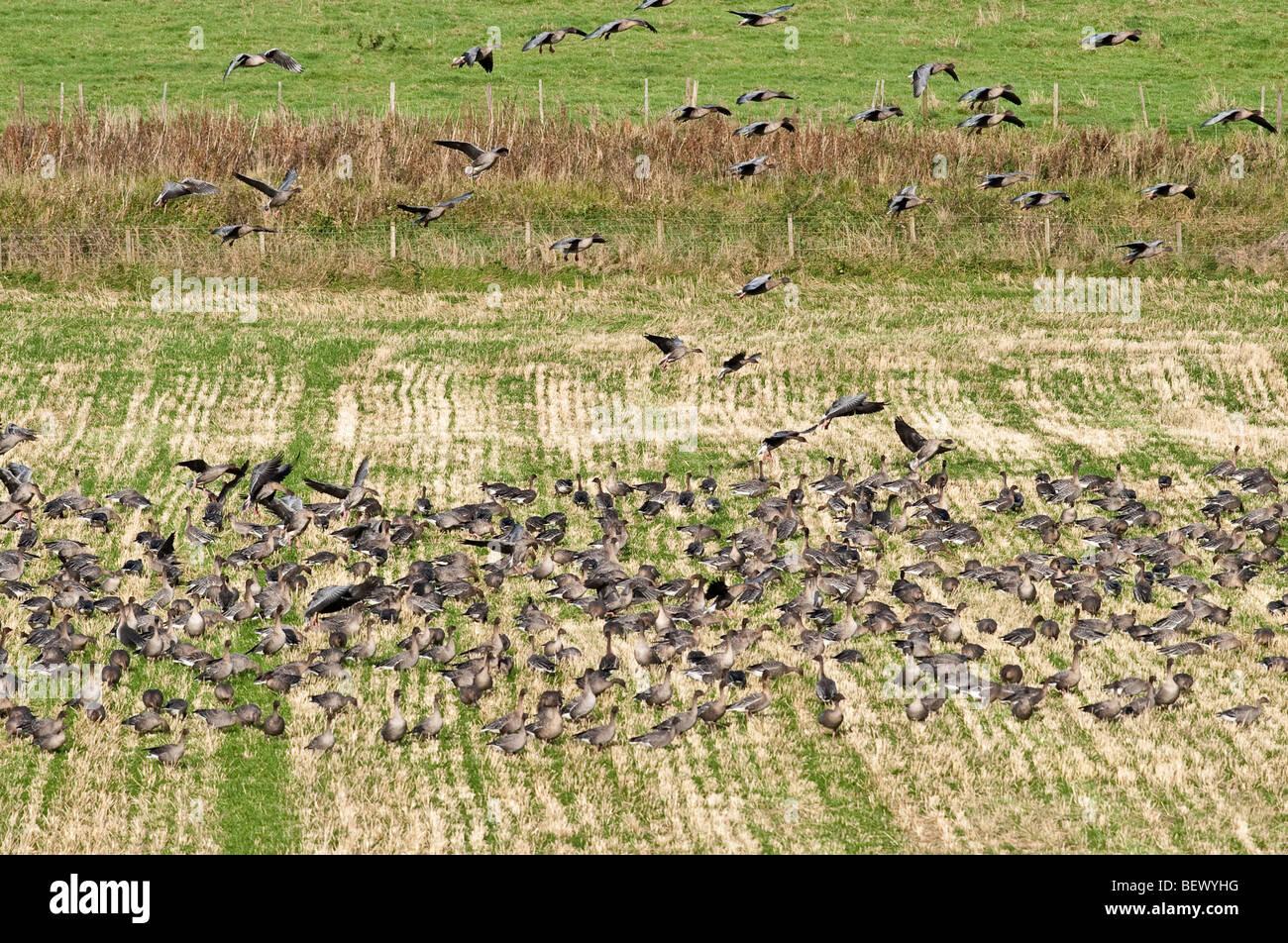 A flock of Geese in flight in the Scottish Borders during migration in ...