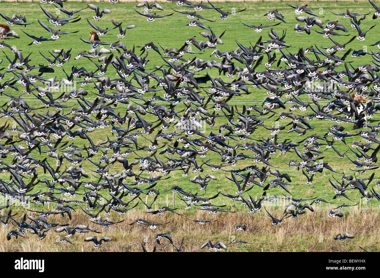 Pinkfoot geese migration hi-res stock photography and images - Alamy