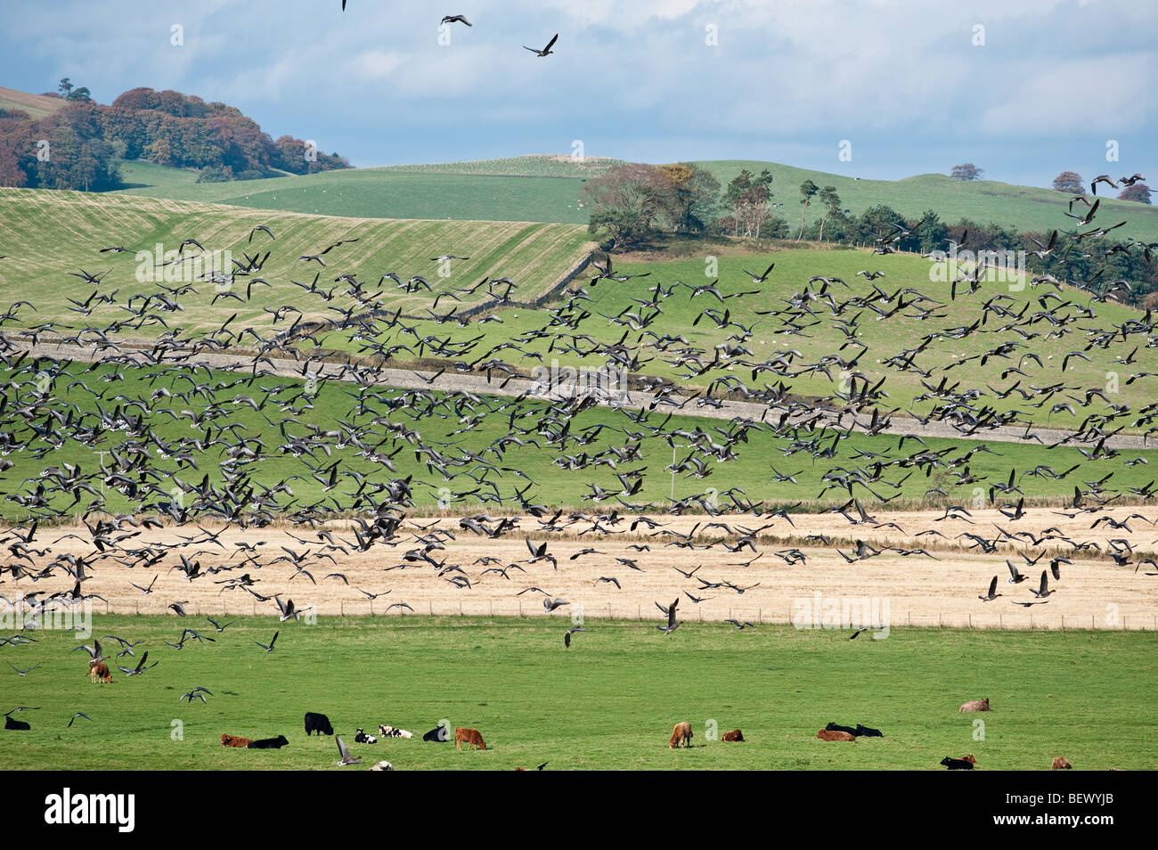 A flock of Geese in flight in the Scottish Borders during migration in ...
