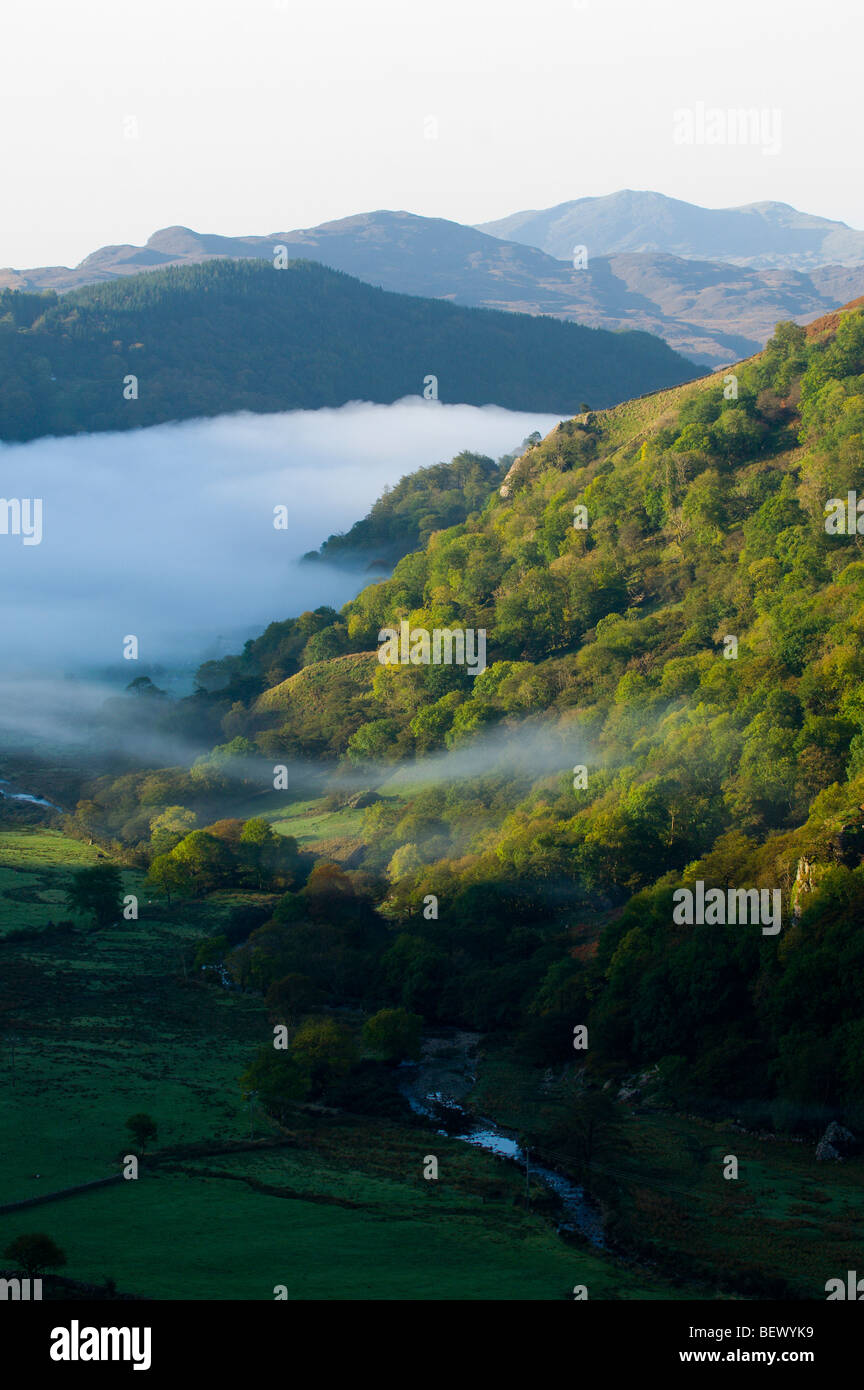 Welsh forest hi-res stock photography and images - Alamy