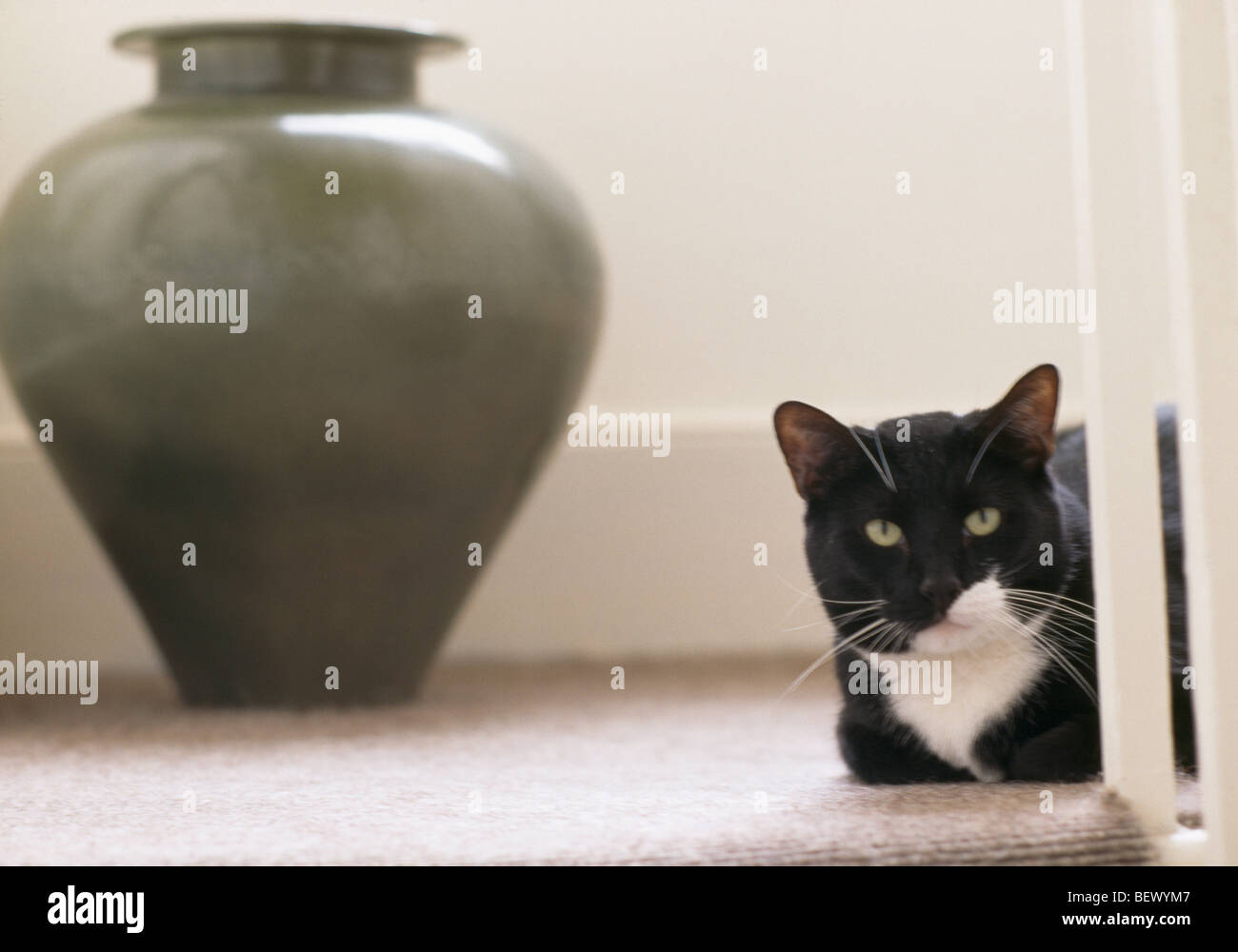 Black white cat beside hi-res stock photography and images - Alamy