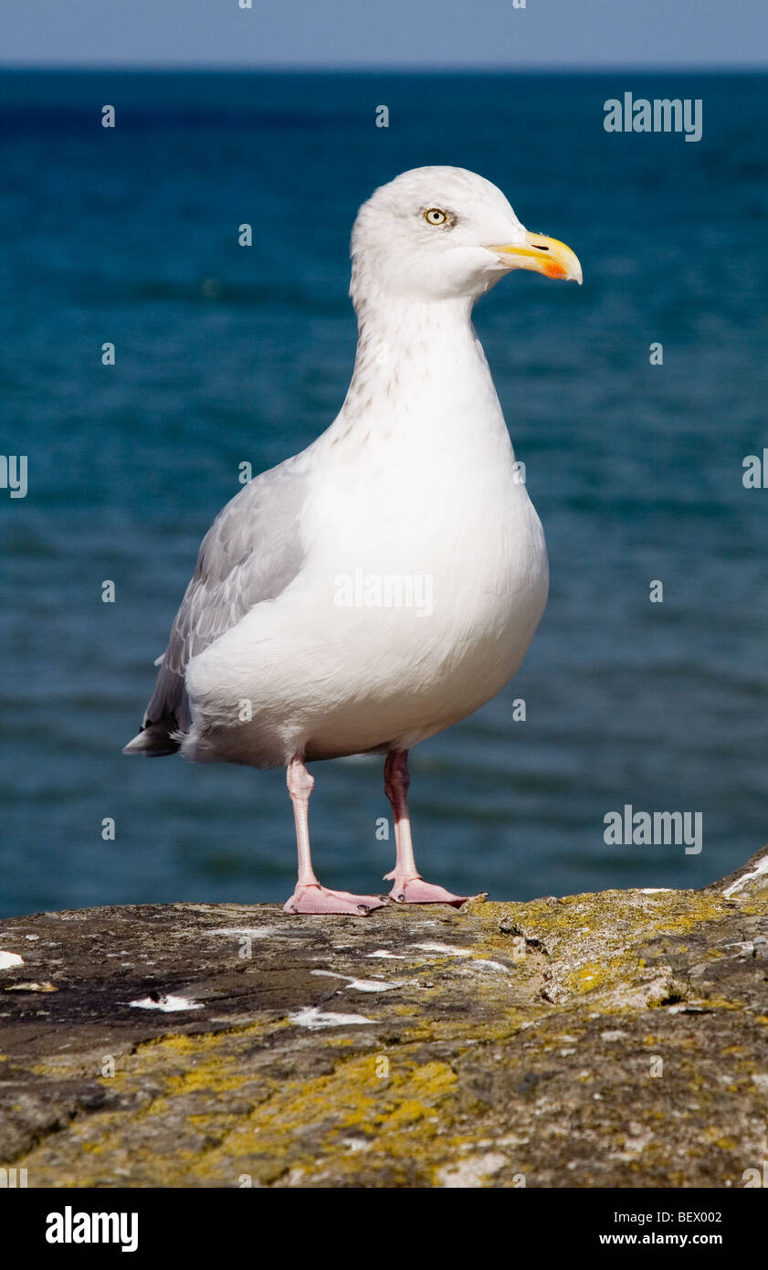 A Seagull perching on a sea wall Stock Photo - Alamy
