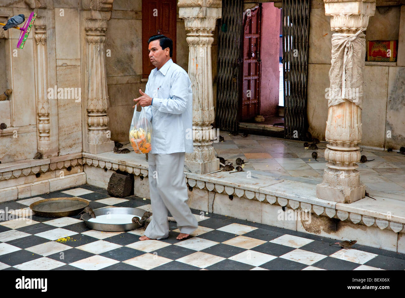 A man give food to the holy mouse at Karnimata temple, Deshnok ...