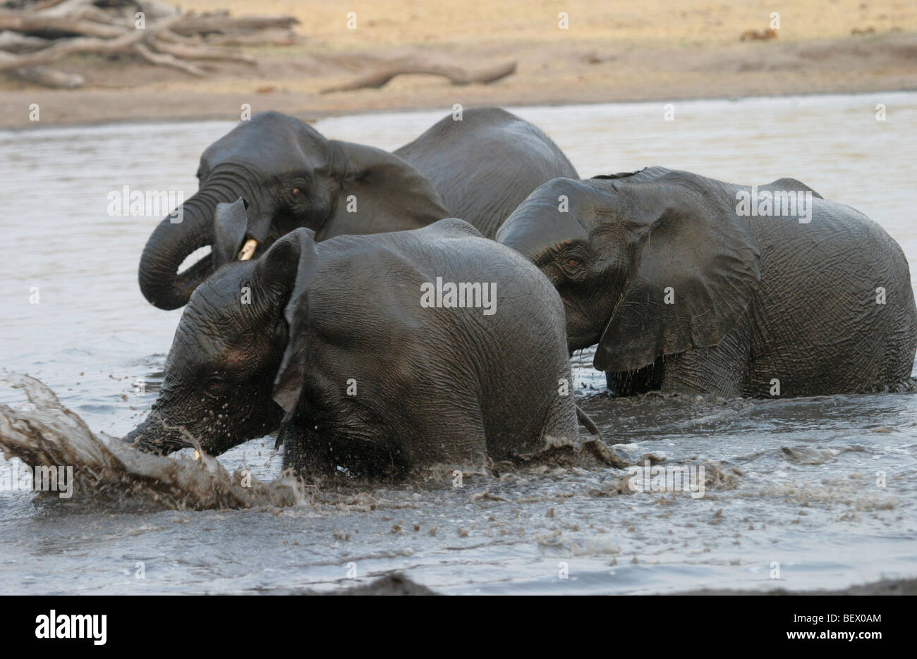 African elephants playing in water. Hwange National Park, Zimbabwe ...