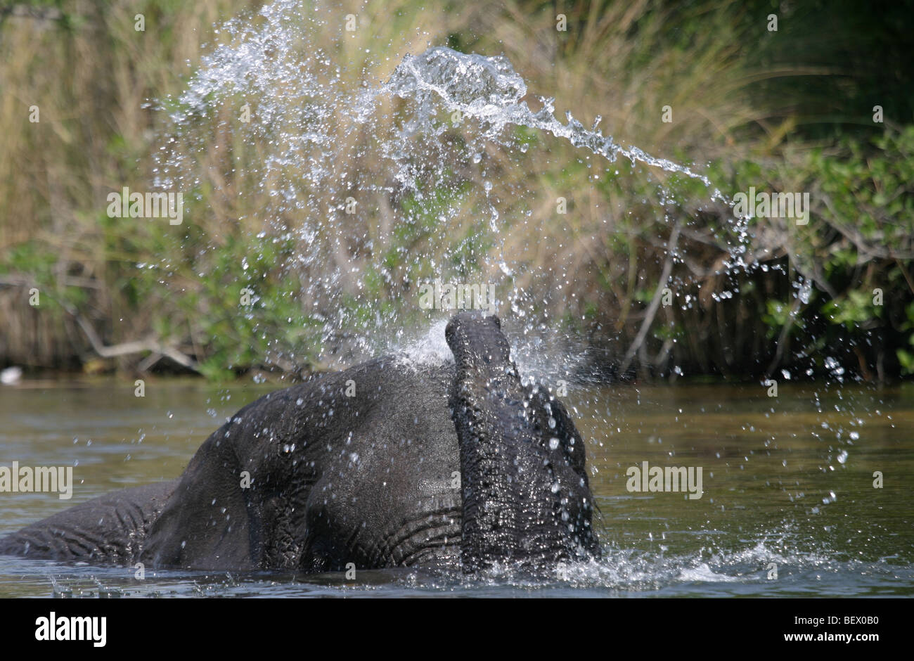 Elephant water okavango hi-res stock photography and images - Alamy