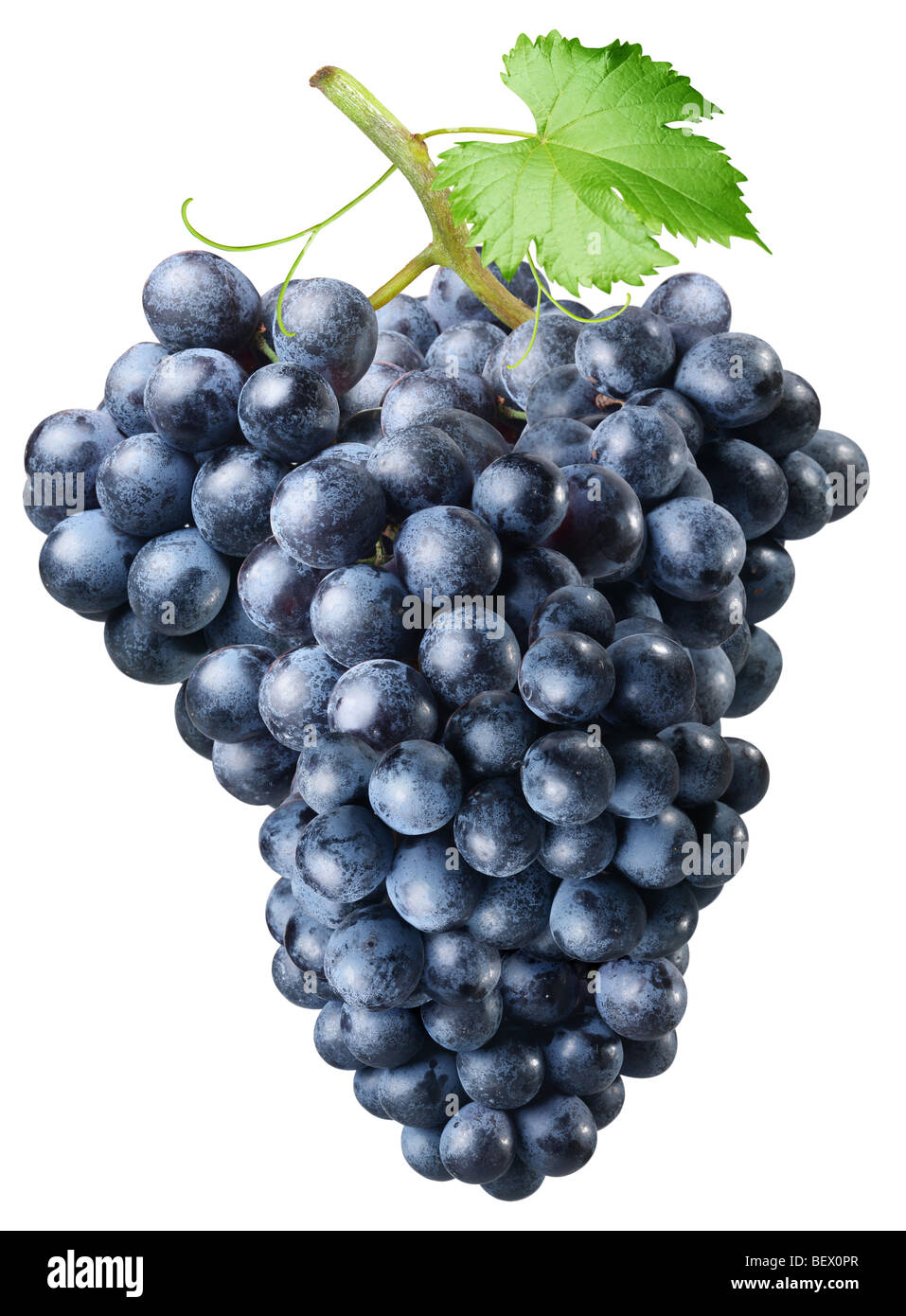 Cluster of grapes hi-res stock photography and images - Alamy Cluster of grapes hi-res stock photography and images - Alamy