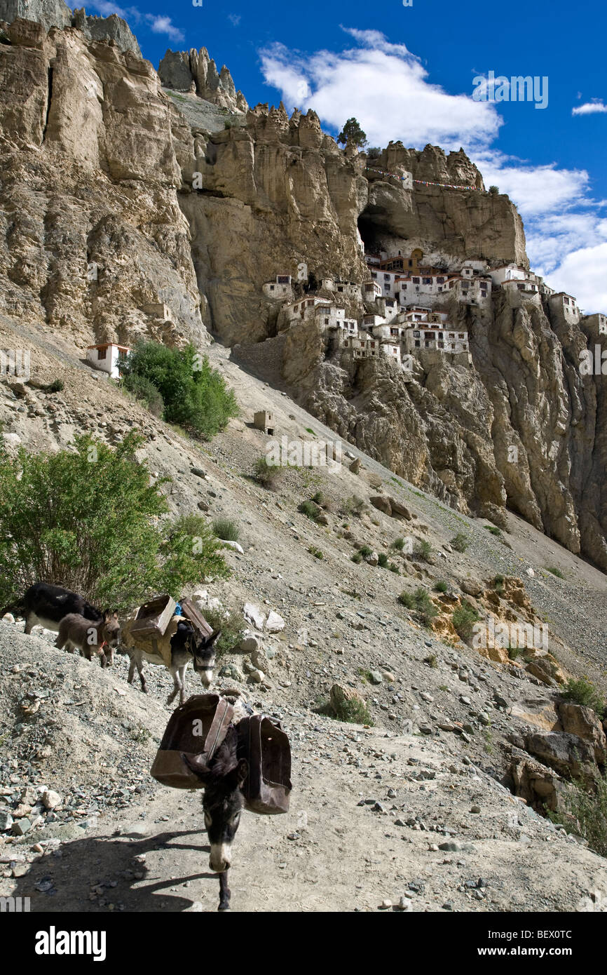 Phuktal monastery and donkeys used to carry supplies. Zanskar. India ...