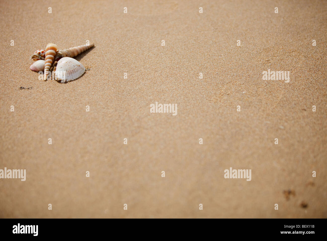 Assortment of beautiful shells on tropical beach Stock Photo - Alamy