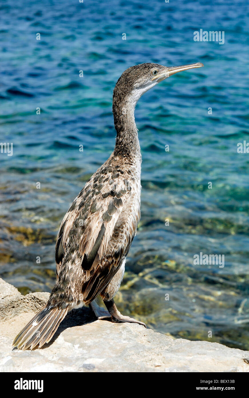 Sea Crow Stock Photos & Sea Crow Stock Images - Alamy