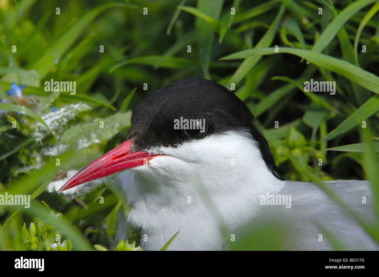 Arctic Tern (Sterna Paradisaea) on nest. Scotland. U.K Stock Photo - Alamy