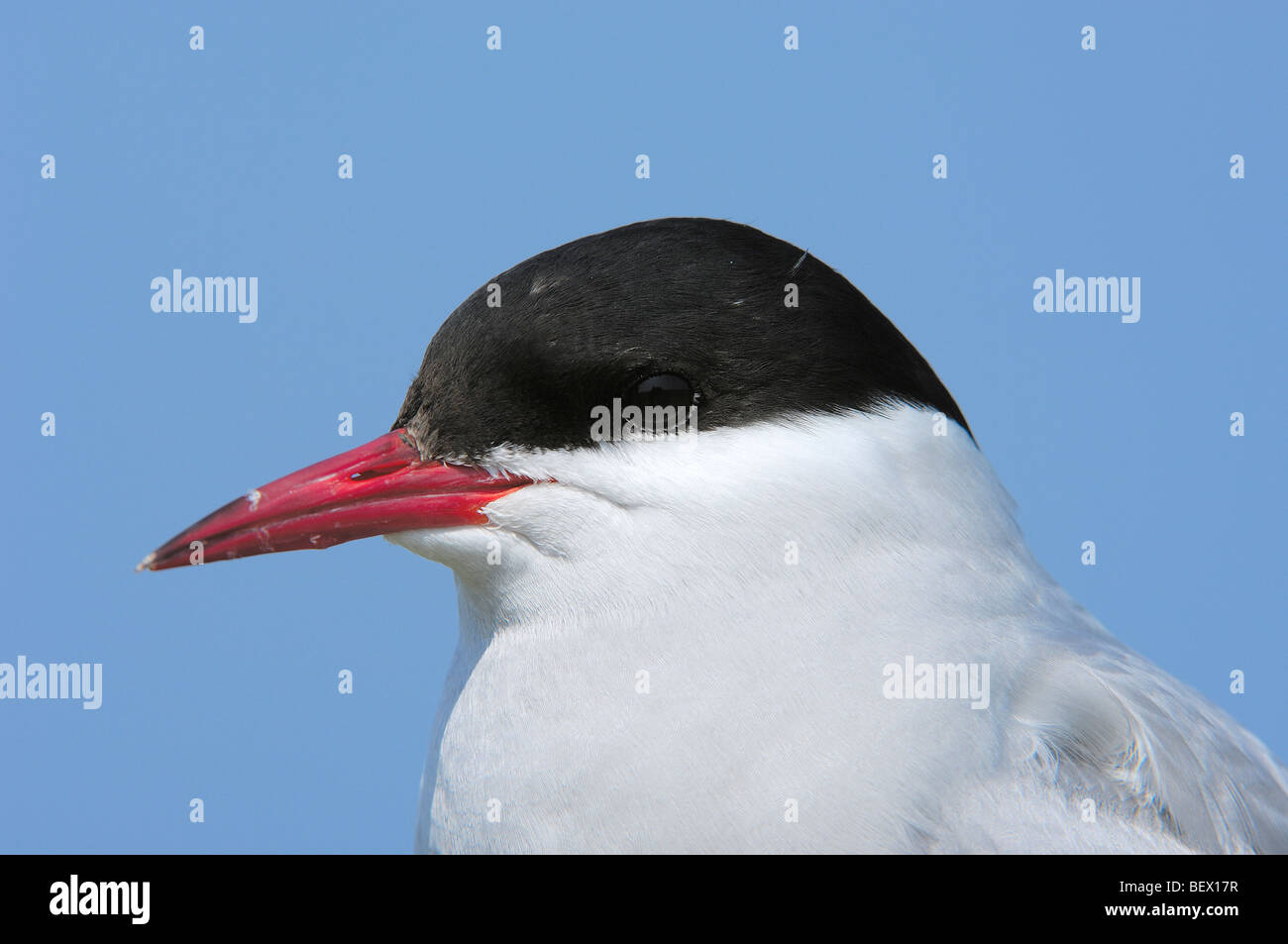 Arctic Tern (Sterna Paradisaea). Scotland. U.K Stock Photo - Alamy