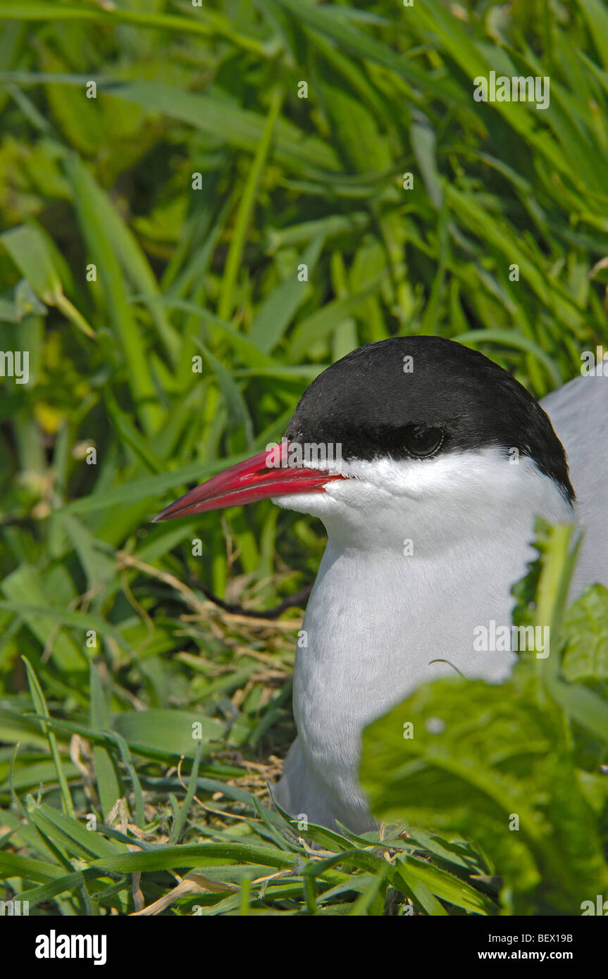 Arctic Tern (Sterna Paradisaea) on nest. Scotland. U.K Stock Photo - Alamy