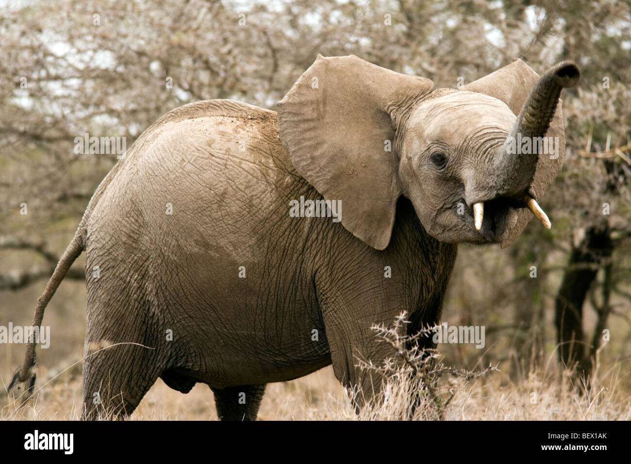 African Elephant - El Karama Ranch, Laikipia Region, Kenya Stock Photo ...