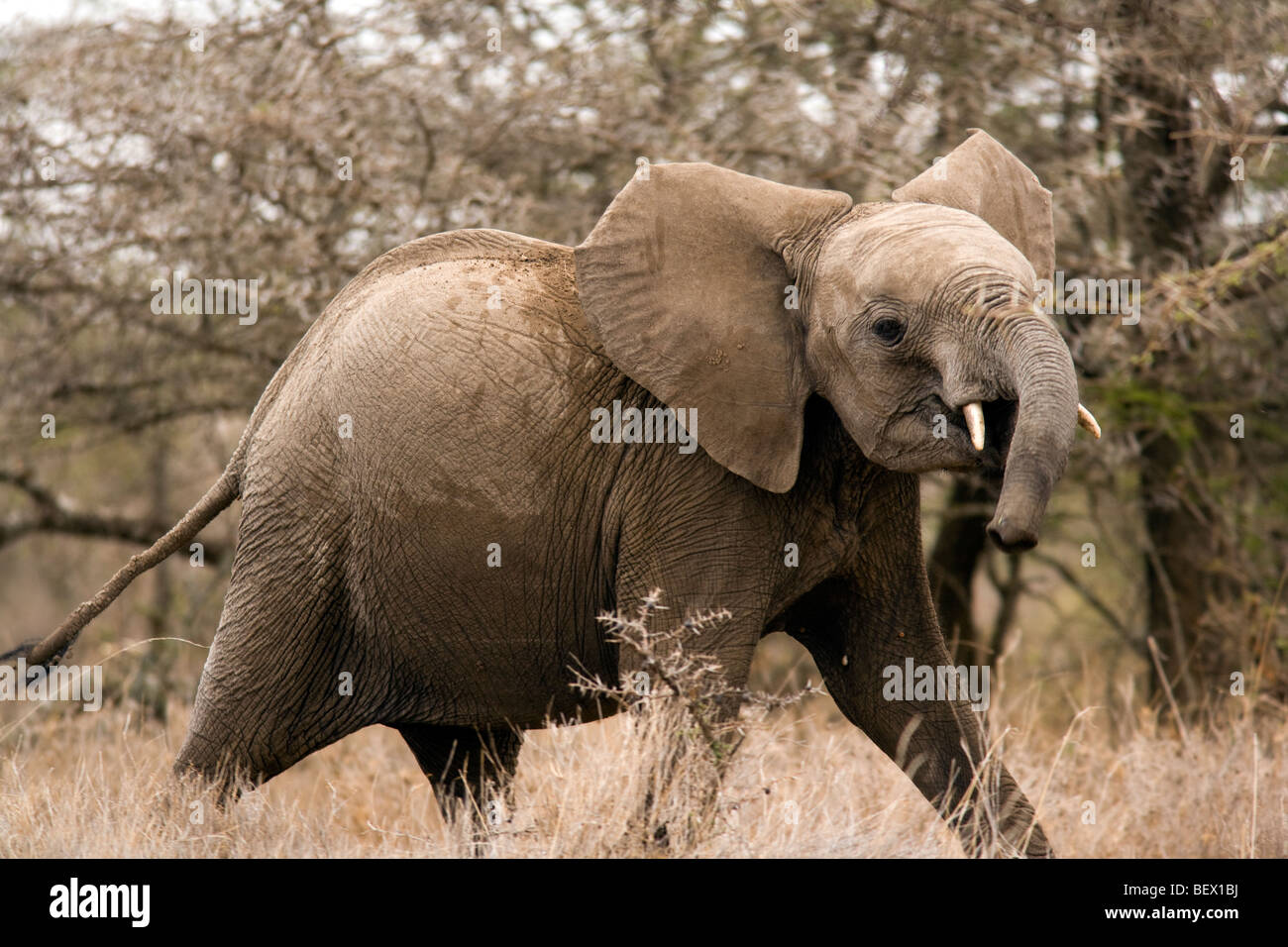 African Elephant - El Karama Ranch, Laikipia Region, Kenya Stock Photo ...