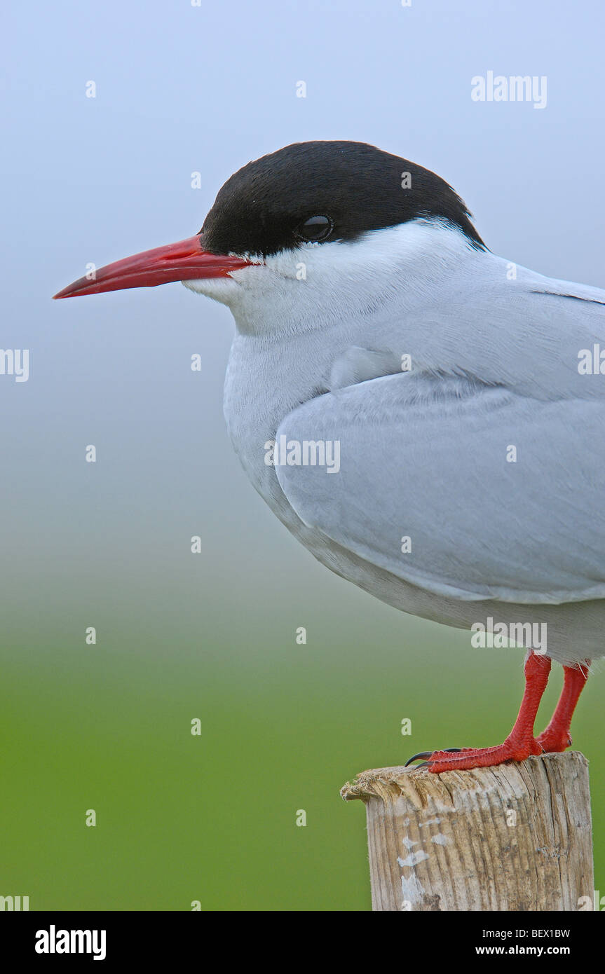 Arctic Tern (Sterna Paradisaea). Scotland. U.K Stock Photo - Alamy