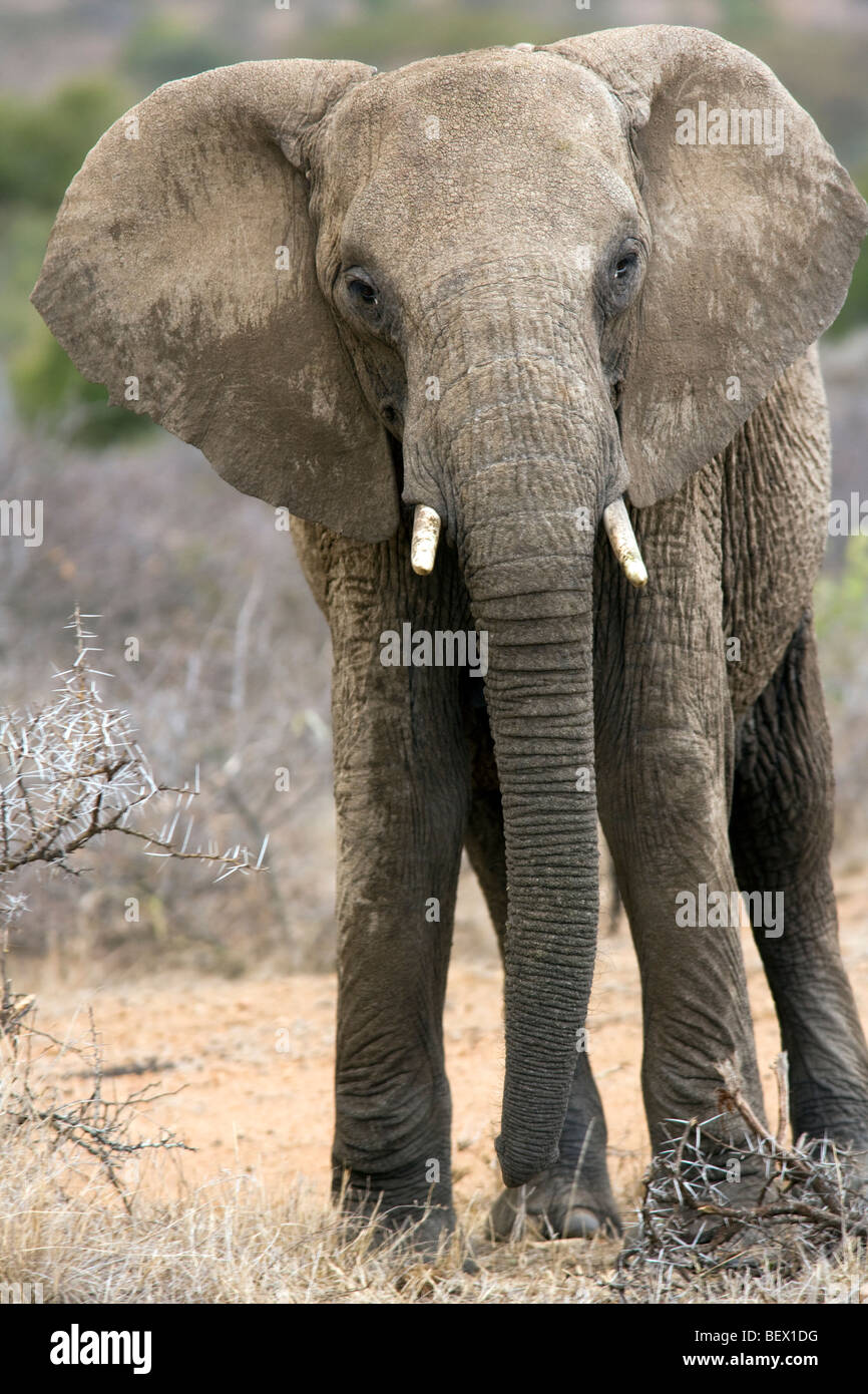 African Elephant - El Karama Ranch, Laikipia Region, Kenya Stock Photo ...