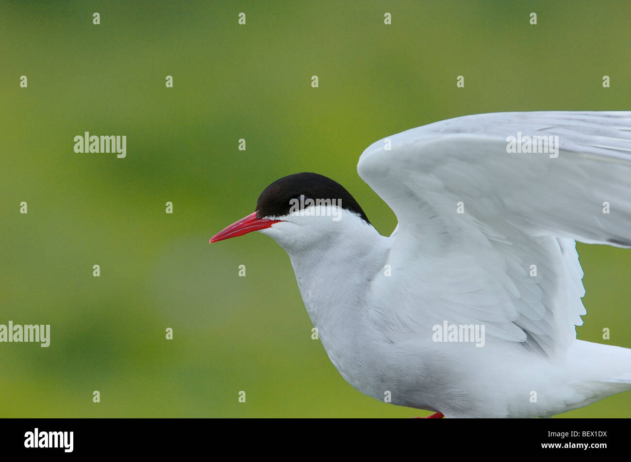 Arctic Tern (Sterna Paradisaea). Scotland. U.K Stock Photo - Alamy