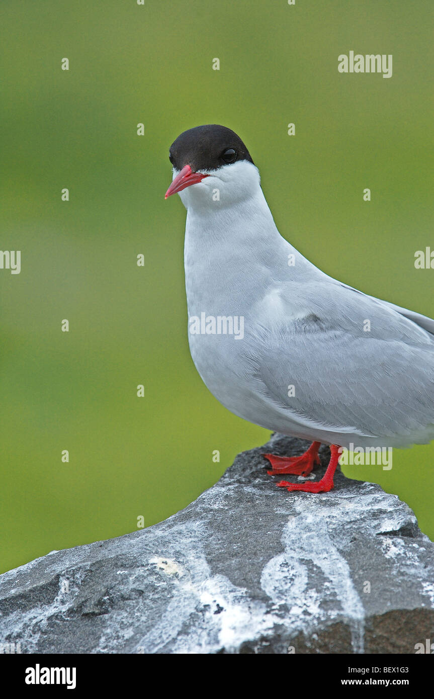 Arctic Tern (Sterna Paradisaea). Scotland. U.K Stock Photo - Alamy