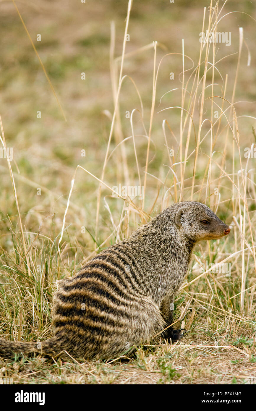 African banded mongoose hi-res stock photography and images - Alamy