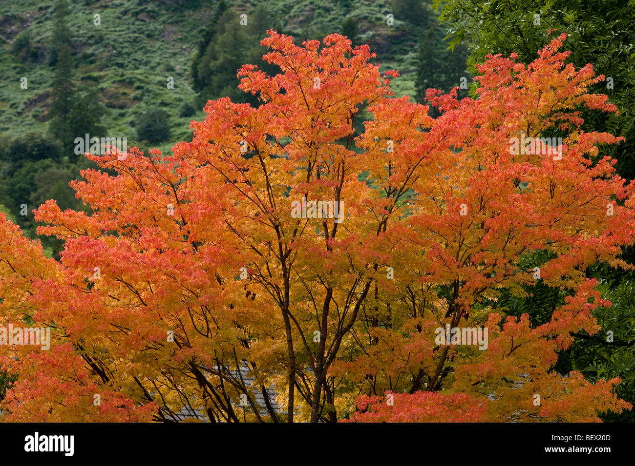 Golden leaves of a Japanese Maple tree Stock Photo - Alamy