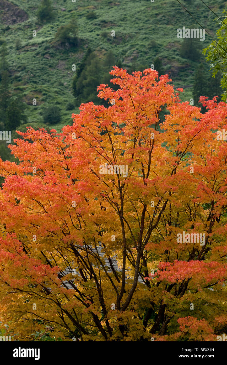 Golden leaves of a Japanese Maple tree Stock Photo - Alamy