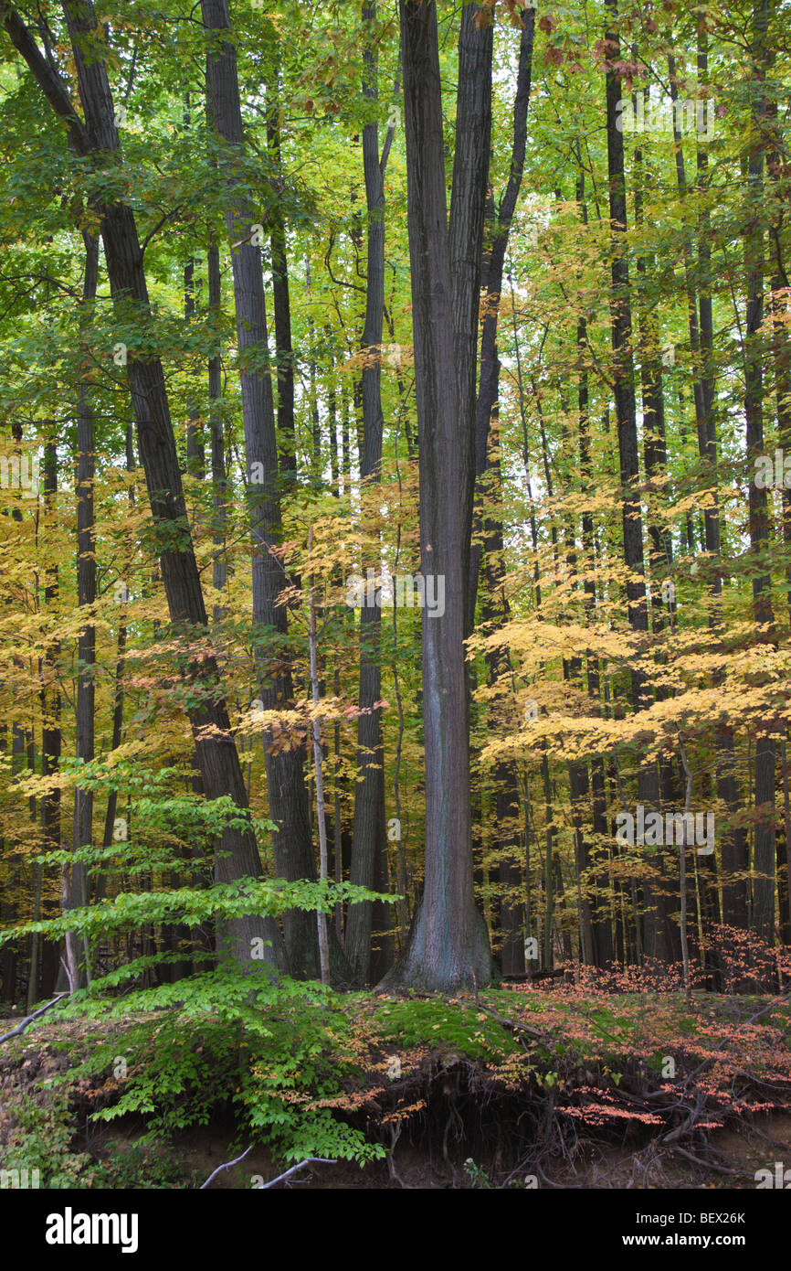 Fall foliage along the Rocky River, Ohio Stock Photo - Alamy
